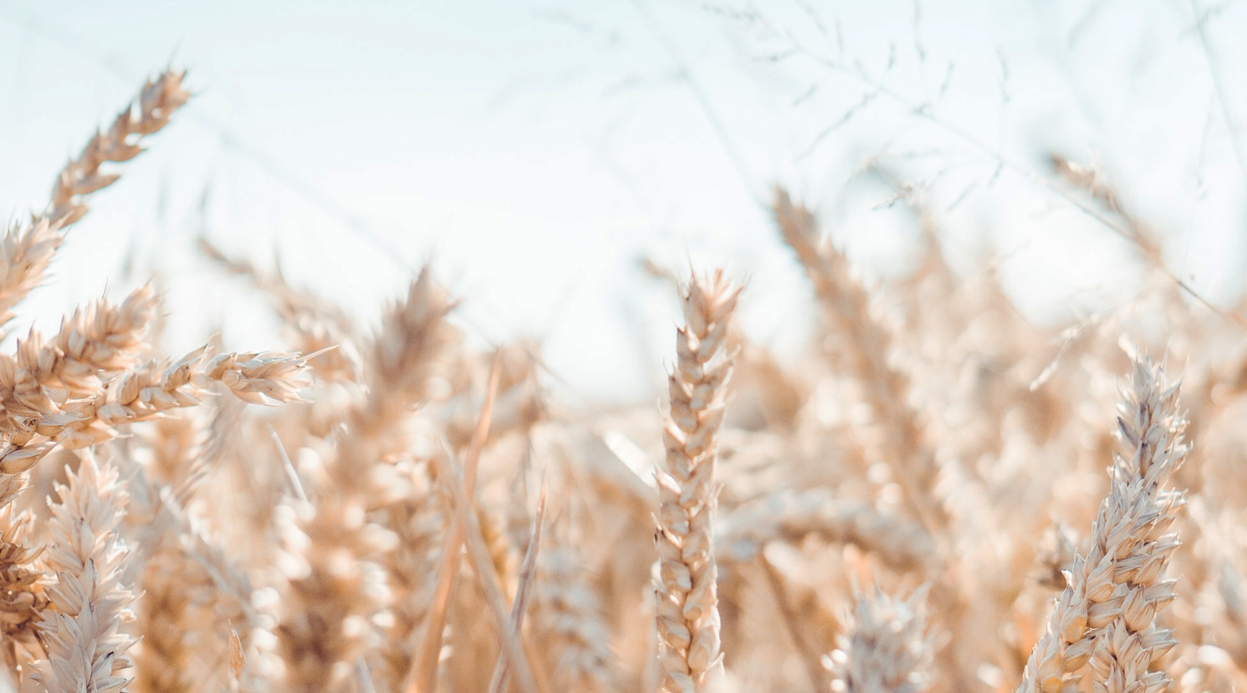 A lughnasadh/lammas blessing - Rev. Holly Chetan-Welsh